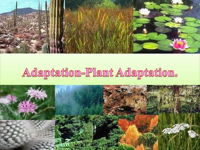 Plants adaptations presentation for kids | PPT