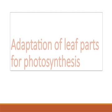 Adaptation of leaf parts for photosynthesis.pptx