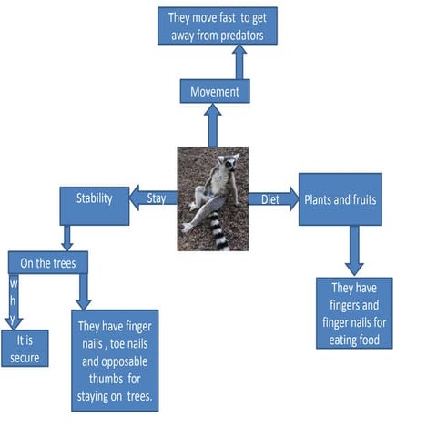 Adaptation of lemur | PPTX