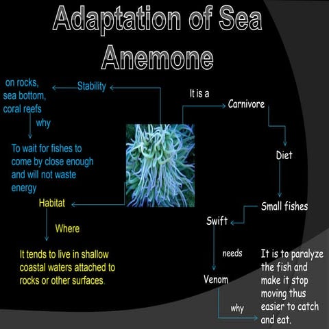 Adaptation of sea anemone | PPTX