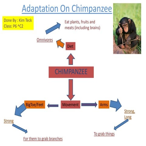 Adaptation on chimpanzee | PPTX