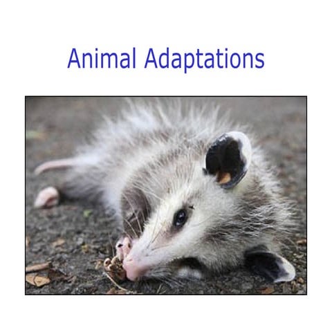 Adaptation Powerpoint | PPT