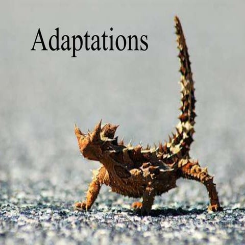 Animal adaptations introduction