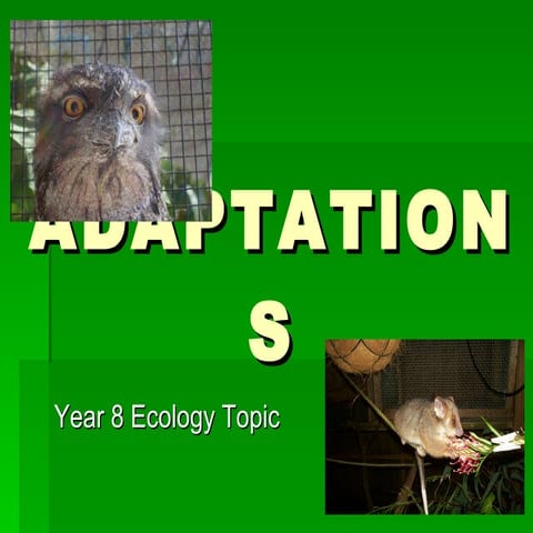 Adaptations Year 8 | PPT