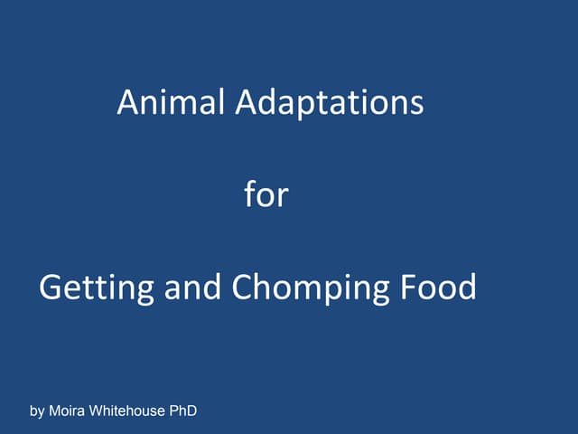 Cbse grade 3 Eating habits in animals | PPTX