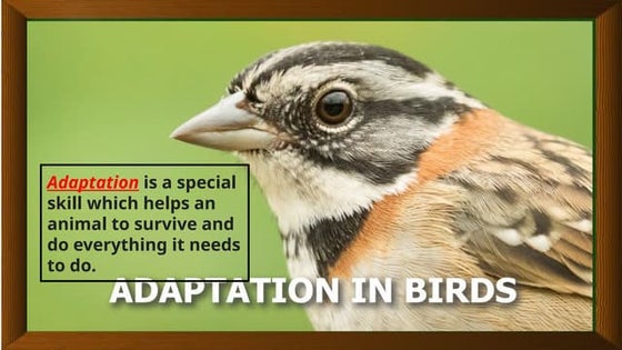 Birds ppt | PPTX