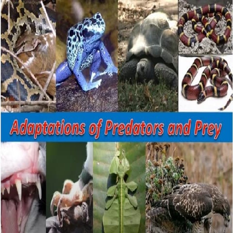 Adaptations of Predator and Preyyyy.pptx