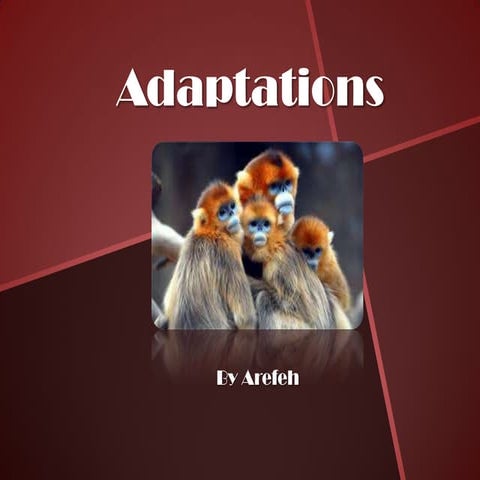 Adaptations | PPTX