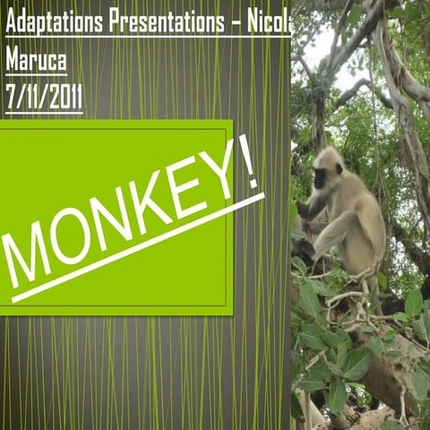 Adaptations presentations - Monkey and | PPTX