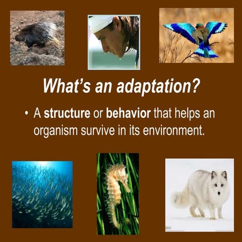 adaptation types powerpoint.ppt