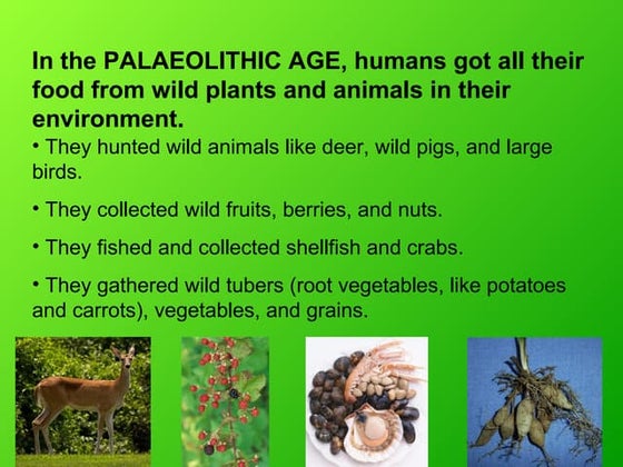 Mesolithic age | PPT | Geology | Science