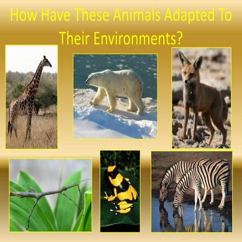 Adapting To The Desert.ppt