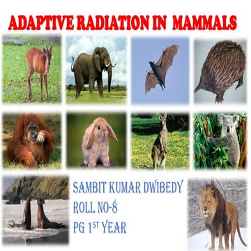Adaptive radiation in mammals | PPTX