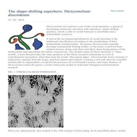 Life cycle of Dictyostelium discoideum mold | PPT