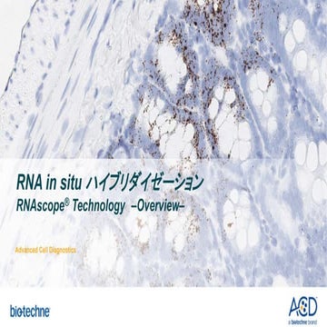 RNAscope® アッセイ概要 | PDF