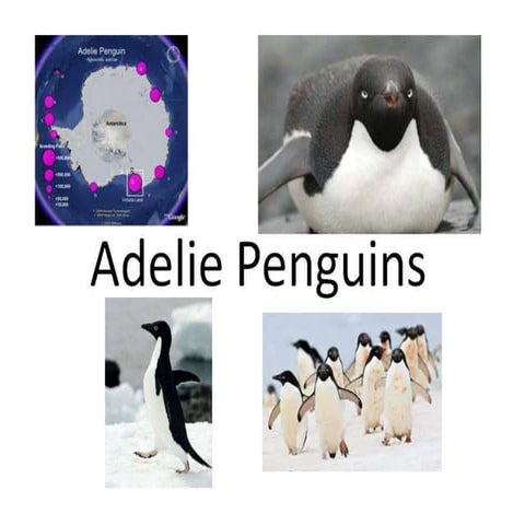 Adelie penguins 2 | PPT