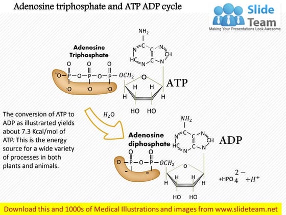 HB 3.A.1 ATP and ADP Cycle.ppt | Chemistry | Science