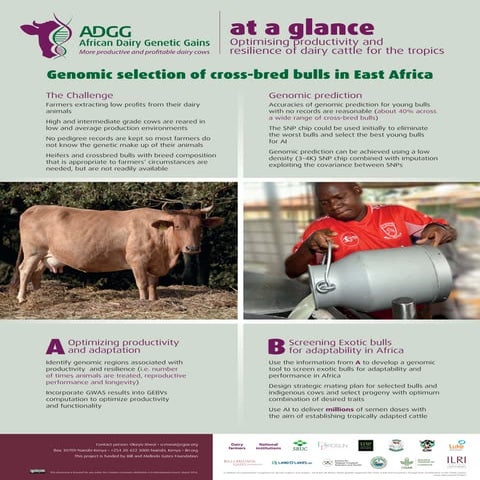 African Dairy Genetic Gains (ADGG) at a glance—Optimising productivity ...