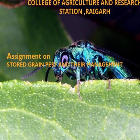 Identification-Biology-Nature-of-Damage-and-Management-of-Stored-Grain ...