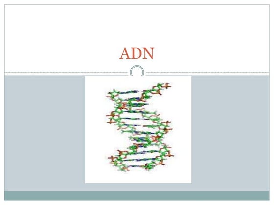 ADN, cromatina, histonas y cromosomas | PPT