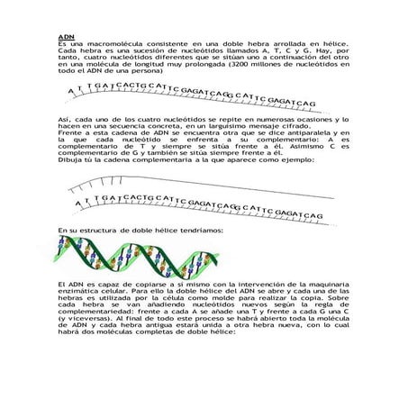 Replicación del adn | PPTX