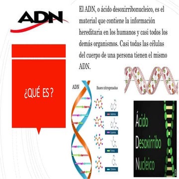 EL ACIDO DESOXIRRIBONUCLEICO (ADN) .pptx
