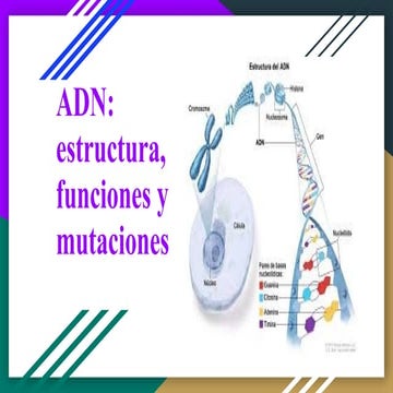 ADN estructura, funciones y mutaciones.... | PPTX