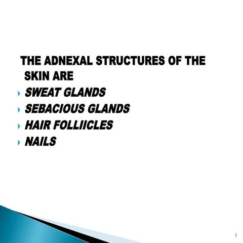 Adnexal structures of the skin | PPT