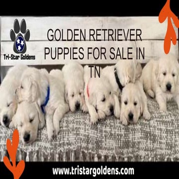 Adopt Golden Retriever Puppies for Sale in TN! | PDF