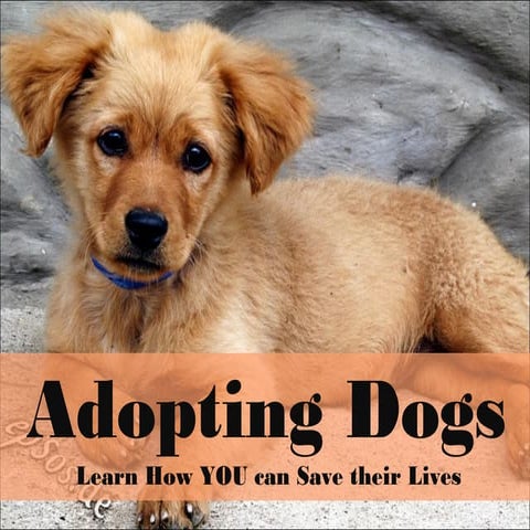 Adopting dogs | PPT