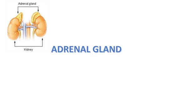 ADRENAL GLAND.pptx