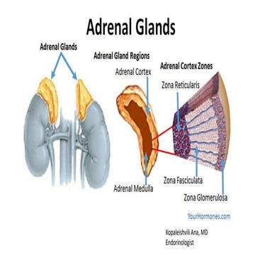 adrenal cortex disorders endocrinology p | PPTX