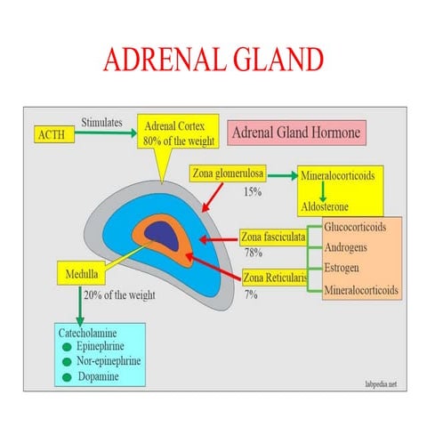 ADRENAL GLAND.pptx | Endocrine and Metabolic Diseases | Diseases and ...