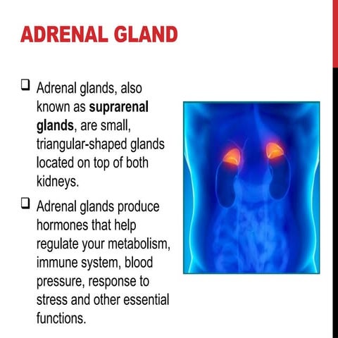 Adrenal Gland, Hormones of the Adrenal Gland.pptx