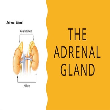 adrenal gland anatomy physiology and functions.pptx