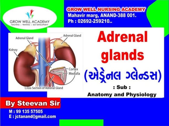 Presentation on the adrenal gland and its common functions | PPT