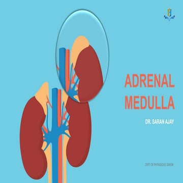 Adrenal Medulla | PDF