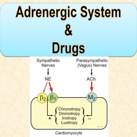 Adrenergic system | PPT