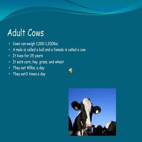 Adult cows | PPTX