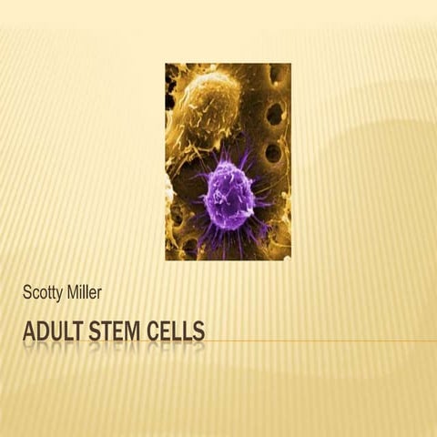 Adult stem cells | PPTX