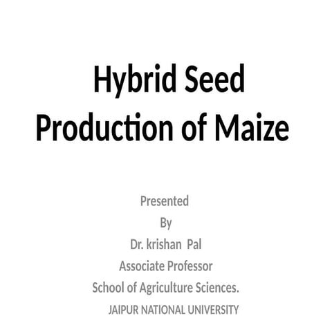 Advance in Hybrid Seed Production of Maize PPT.pptx