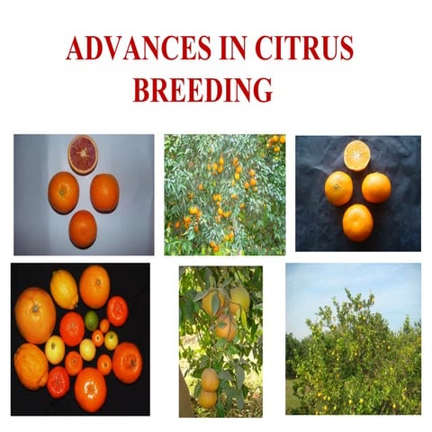 Advances in breeding of citrus | PPT