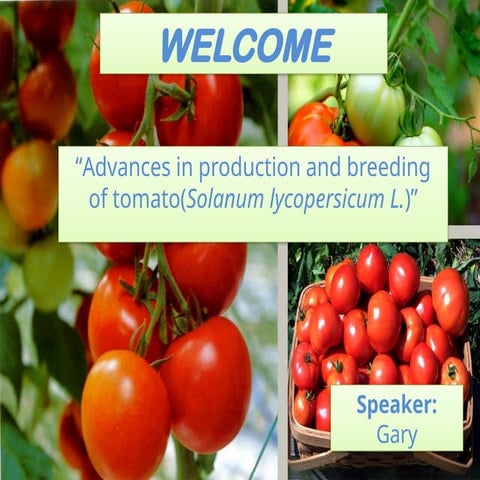 Advances in production and breeding of tomato(Solanum lycopersicum L.).pptx