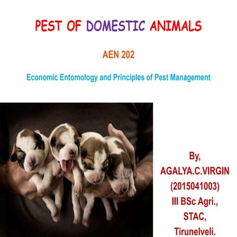 PESTS OF DOMESTIC ANIMALS | PPTX