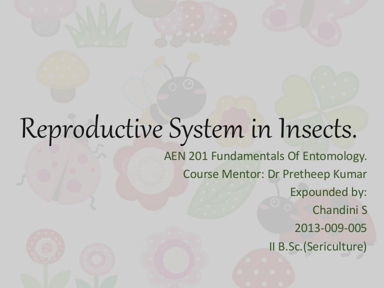 Reproductive System In Insects 