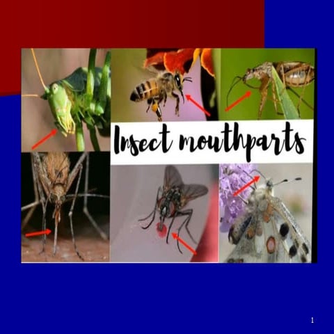 Appendages of Insect Head.pptx