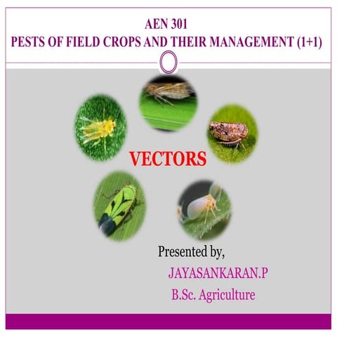 Insect vector for plant diseases | PPTX
