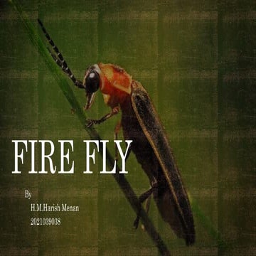 A short presentation about the insect fire fly | PPT
