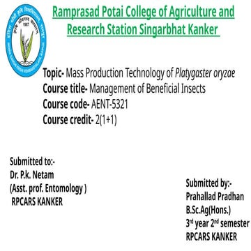 Mass Production technology of platygaster oryzae by Prahallad Pradhan.pptx