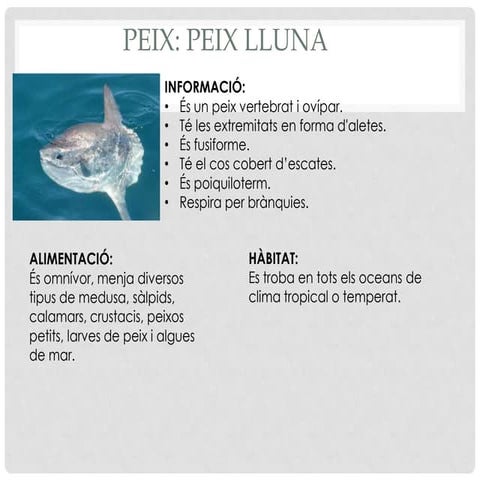 Ae peix peix lluna | PPTX
